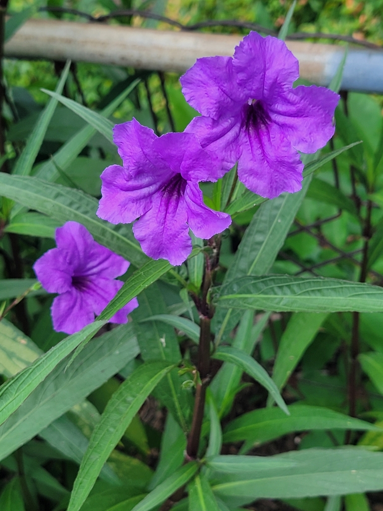 Ruellia simplex – Abejedario