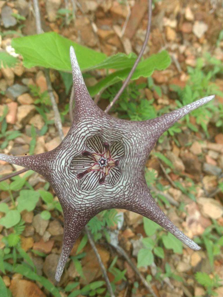 Dictyanthus pavonii – Abejedario