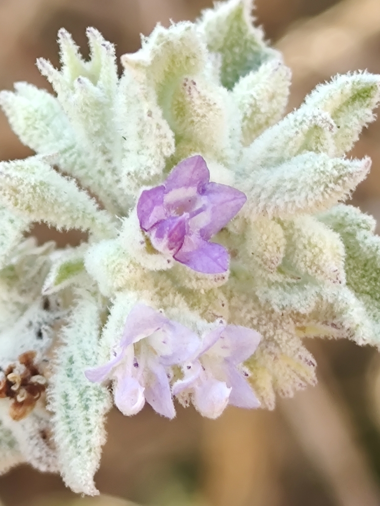 Hyptis albida – Abejedario