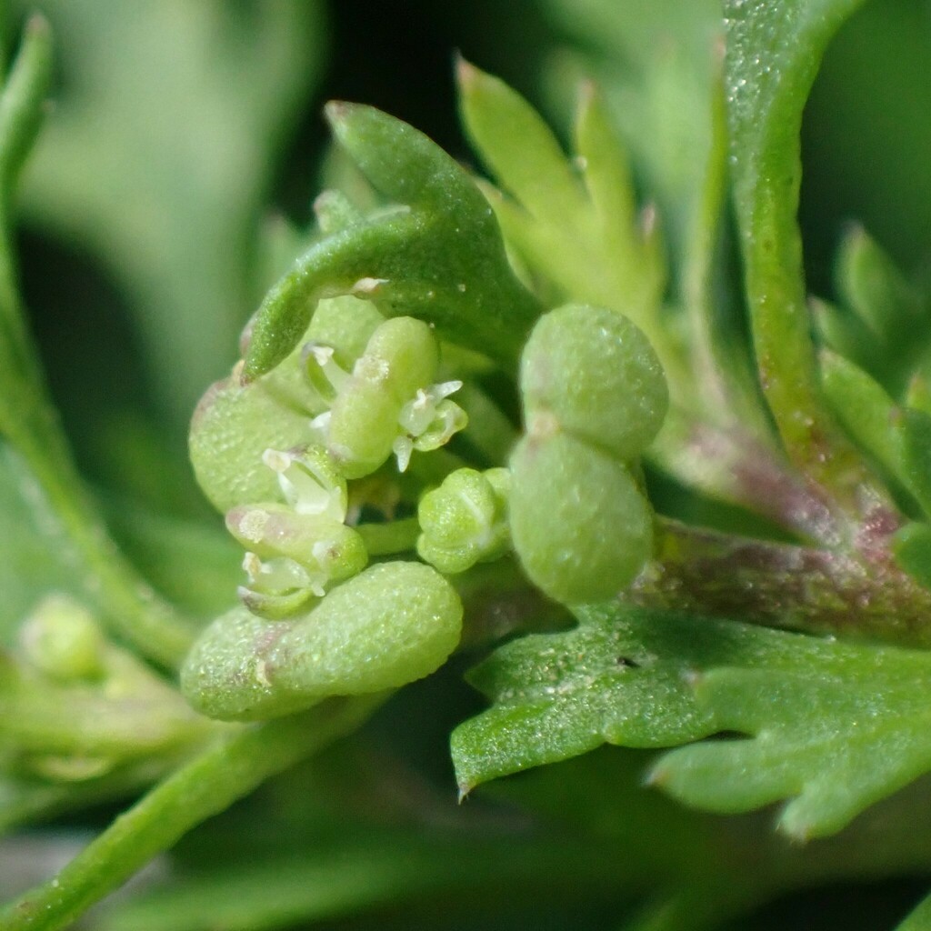 Lepidium didymum – Abejedario
