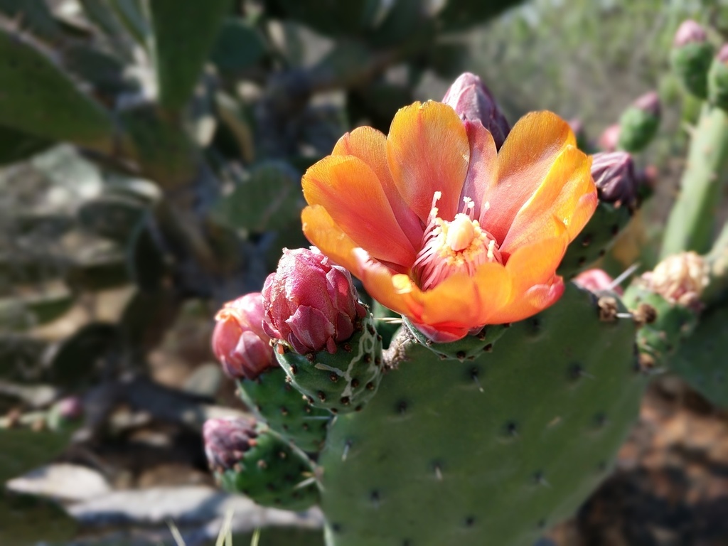 Opuntia tomentosa – Abejedario