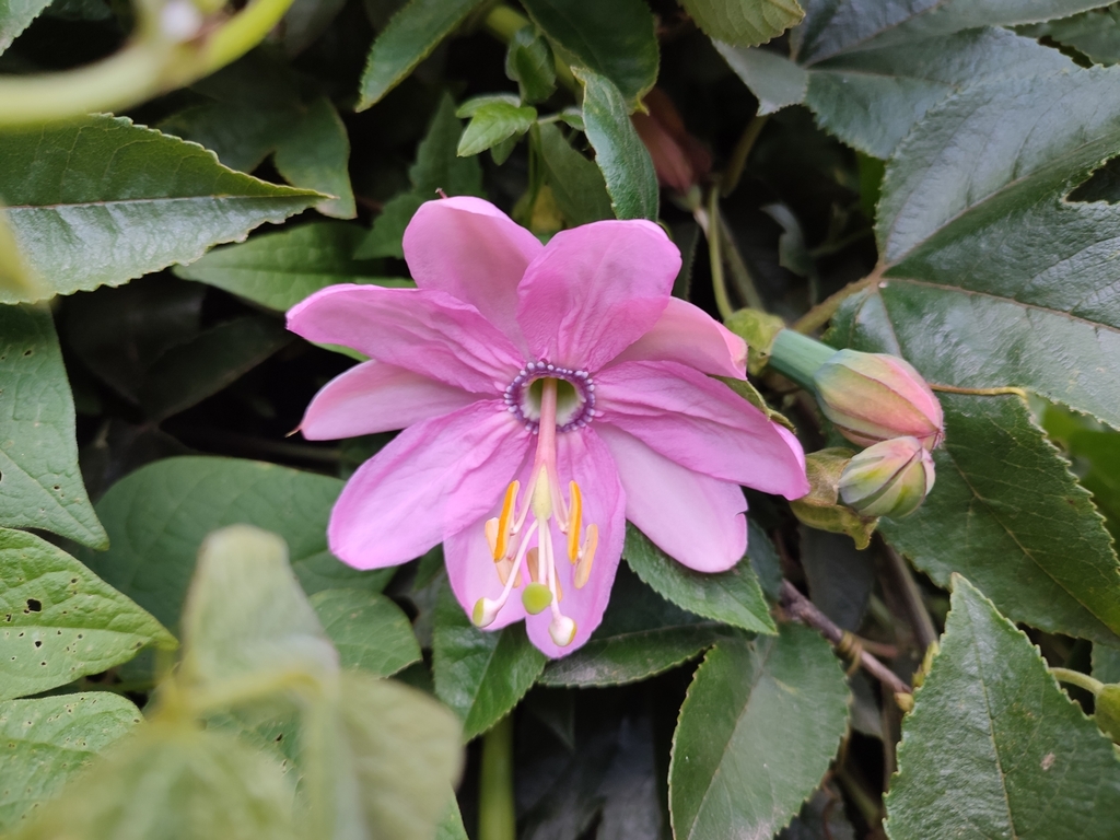 Passiflora tarminiana – Abejedario