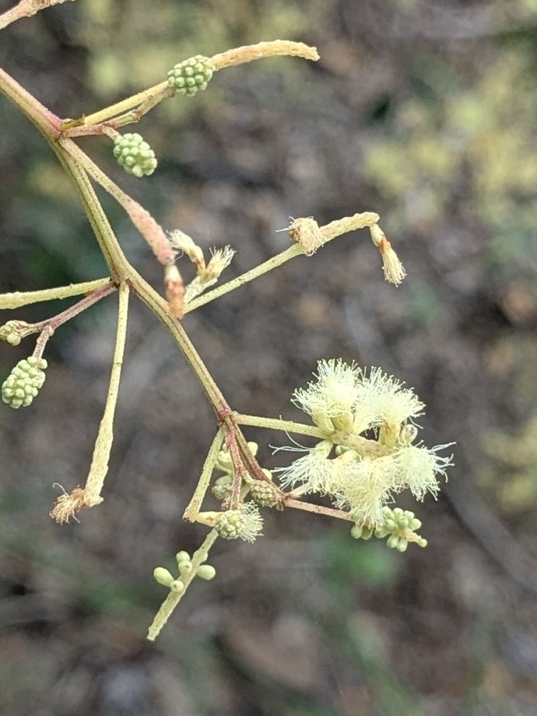 Senegalia gaumeri – Abejedario