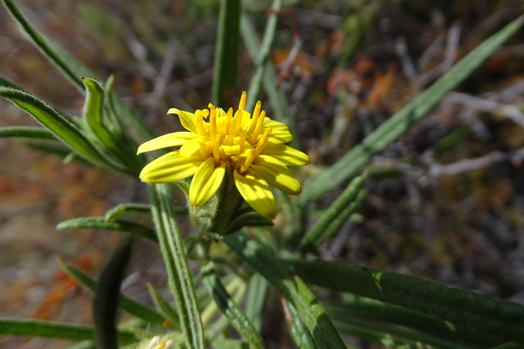 Trixis inula – Abejedario
