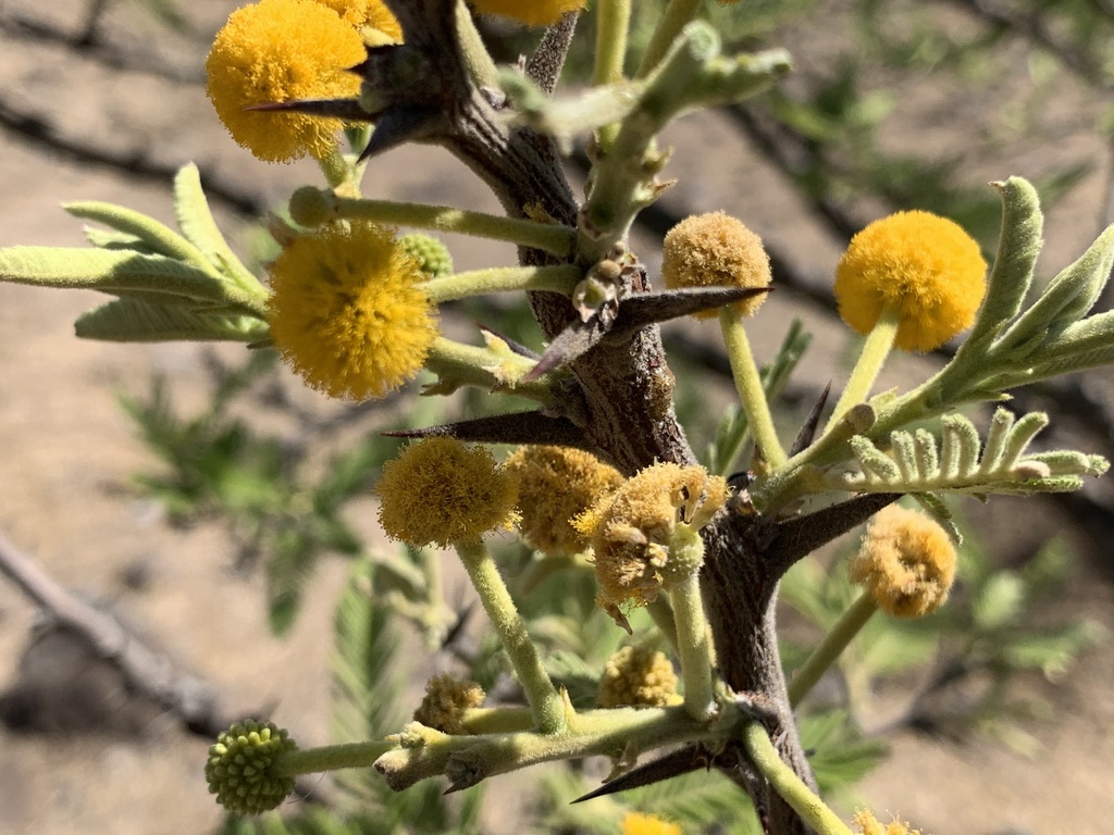 Vachellia pennatula – Abejedario
